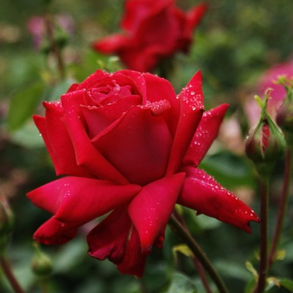 Rose Red Devil | Hybrid Tea Rose | 4L Potted Rose - One Click Plants