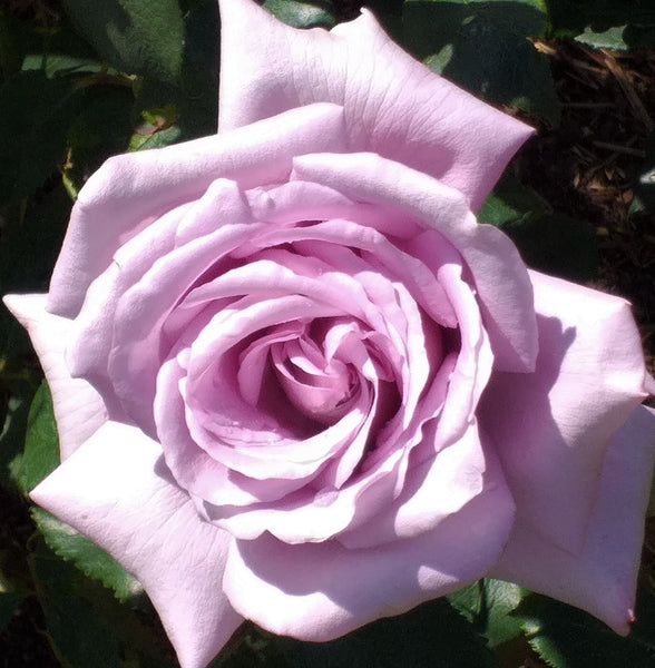 Blue Moon Hybrid Tea Rose