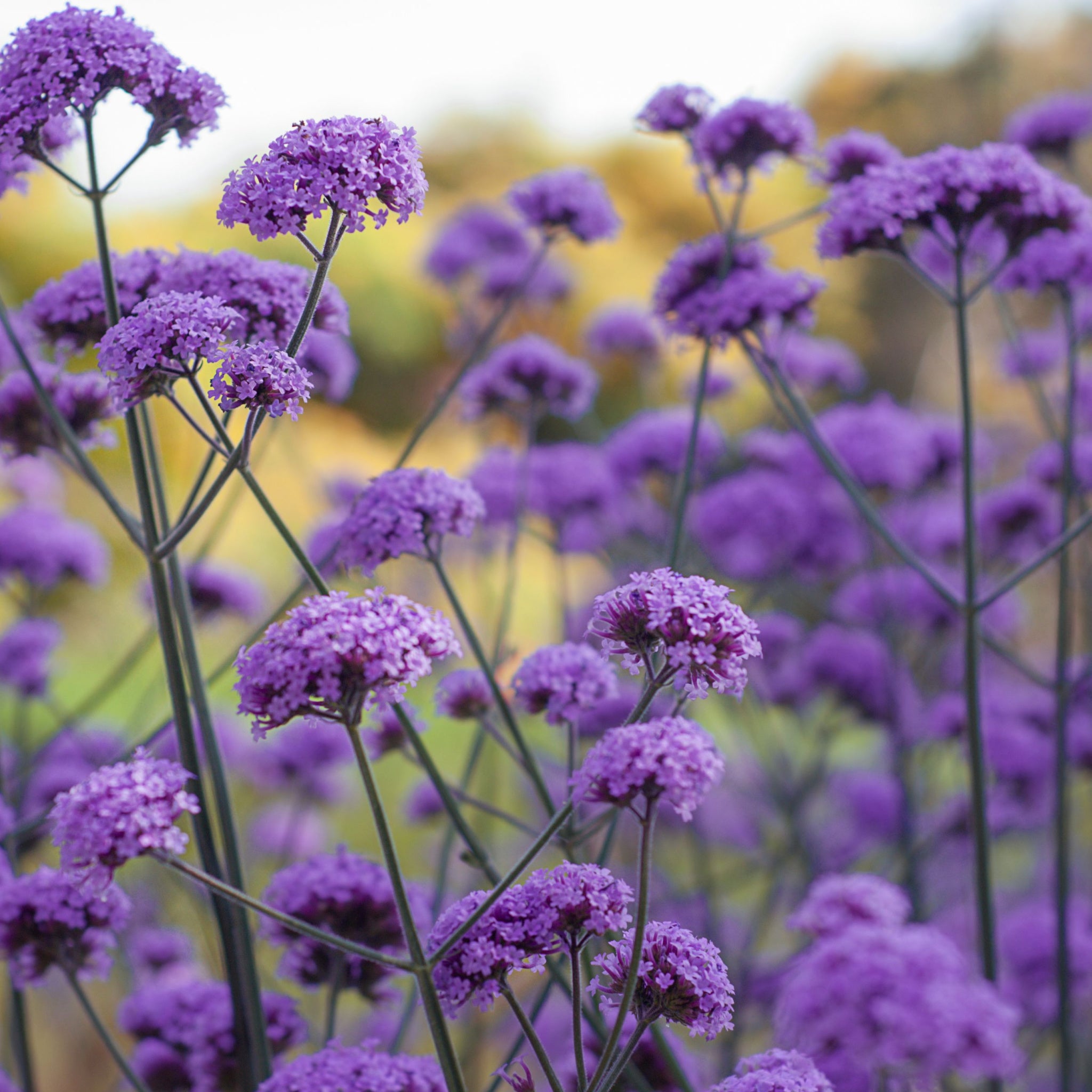 Perennial Plants – Hardy, Long-Lasting Garden Favourites - One Click Plants