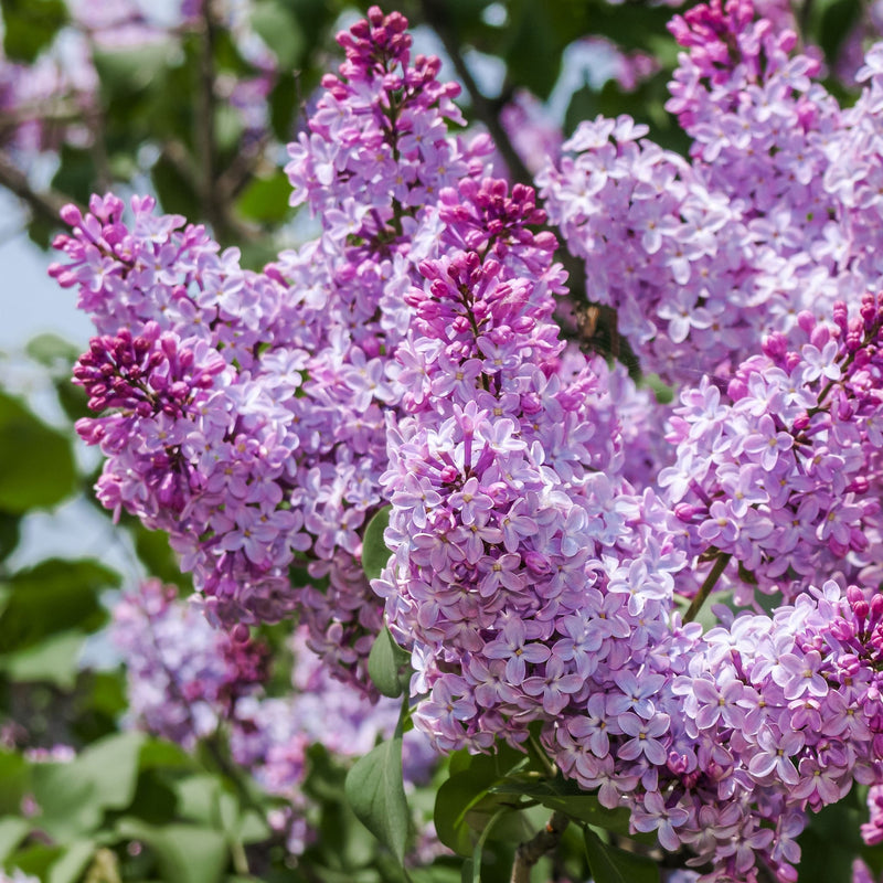 Syringa vulgaris (Lost Label) 5L - One Click Plants