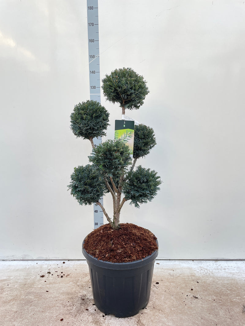 Taxus Baccata Multiball Cloud Tree (English Yew) 1.5m - One Click Plants