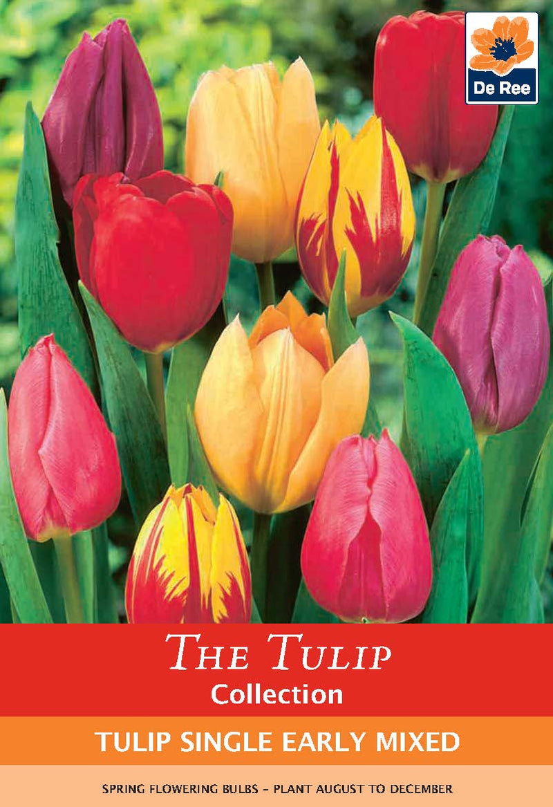 Tulip Single Early Mixed (5 Bulbs) - One Click Plants