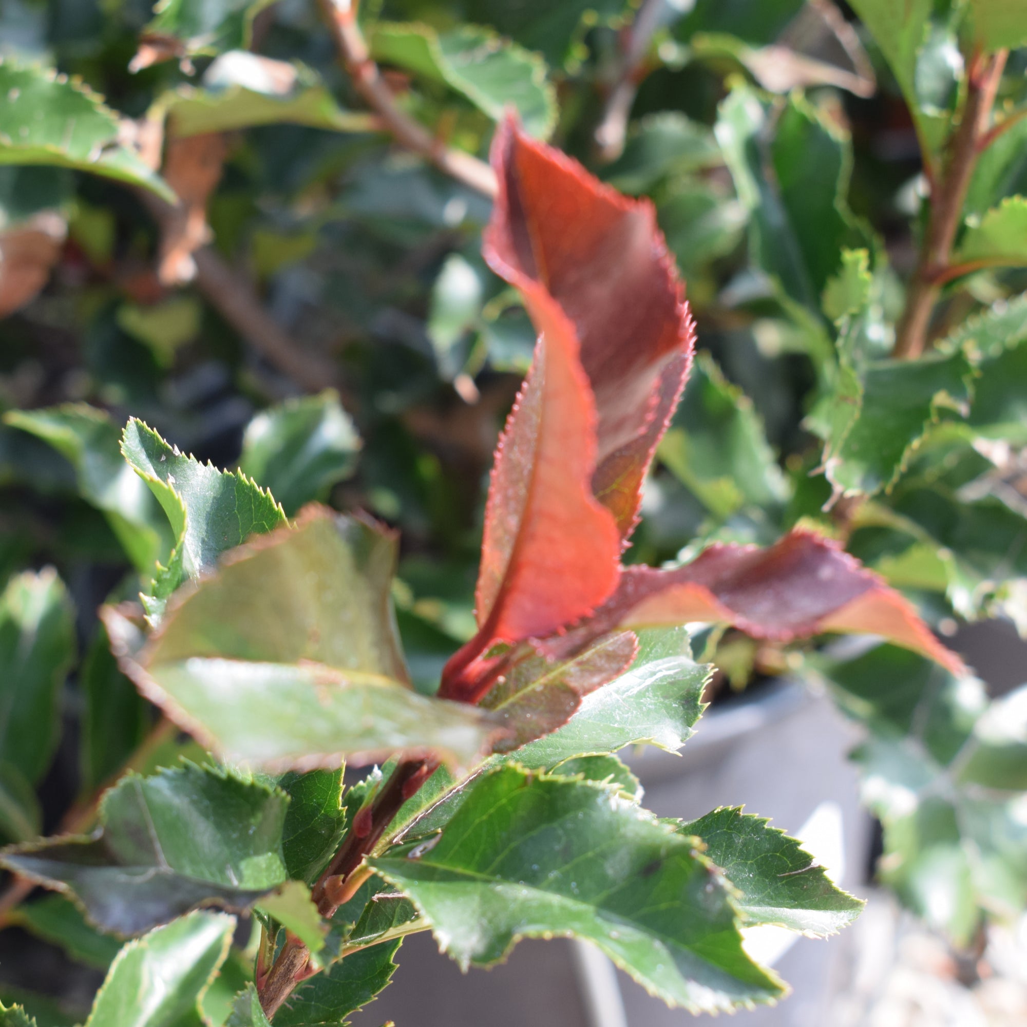 Photinia 'Magical Volcano' 5L (Multibuy Offers Available) - One Click ...