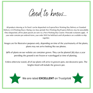 Clematis armandii - Hendersonii Rubra (Evergreen) - One Click Plants