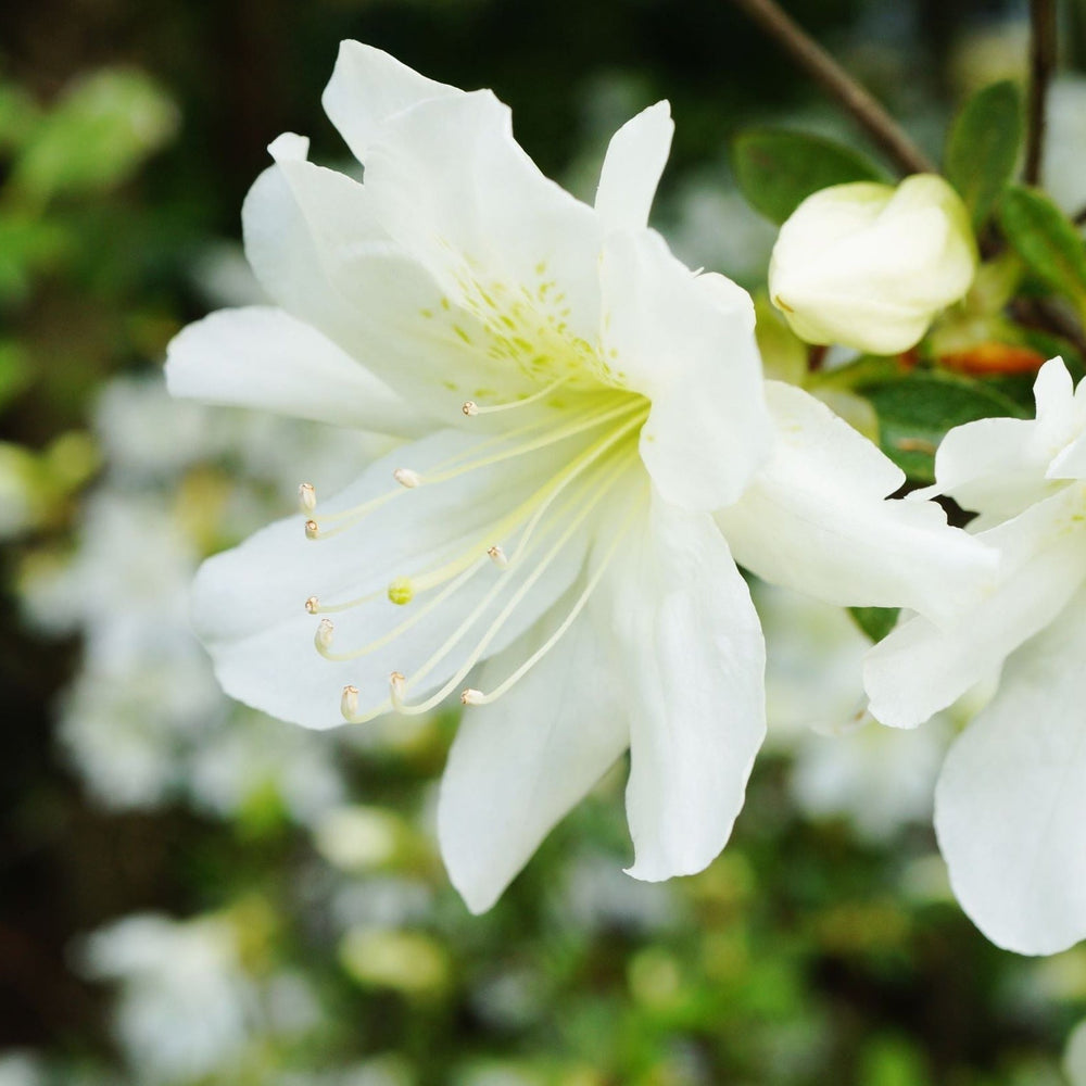 Azalea Shrubs – Colourful Spring Flowering Plants - One Click Plants