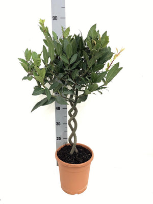 Double Spiral Stem Standard Bay Tree | Laurus nobilis | 75-85cm (Multi ...