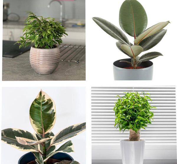 Ficus Mix - One Click Plants