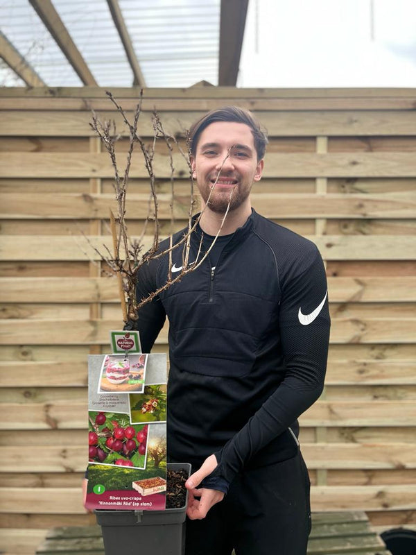 Gooseberry 'Ribes' Hinnonmaki Rod 2L /4L - One Click Plants