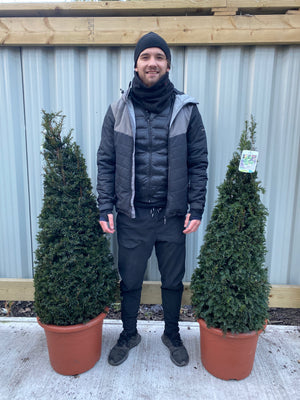 Yew Cone - Taxus Baccata Cone 150cm - One Click Plants