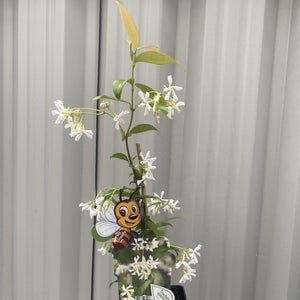 Evergreen Star Jasmine | Trachelospermum jasminoides | Climber - One ...