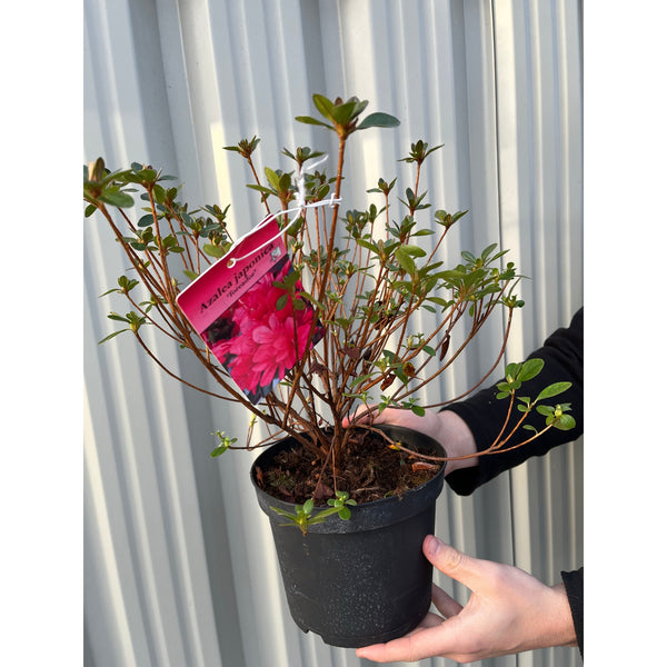 Azalea 'Toreador' 2L - One Click Plants