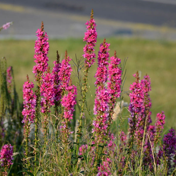 Lythrum - Robin 1.5L - One Click Plants