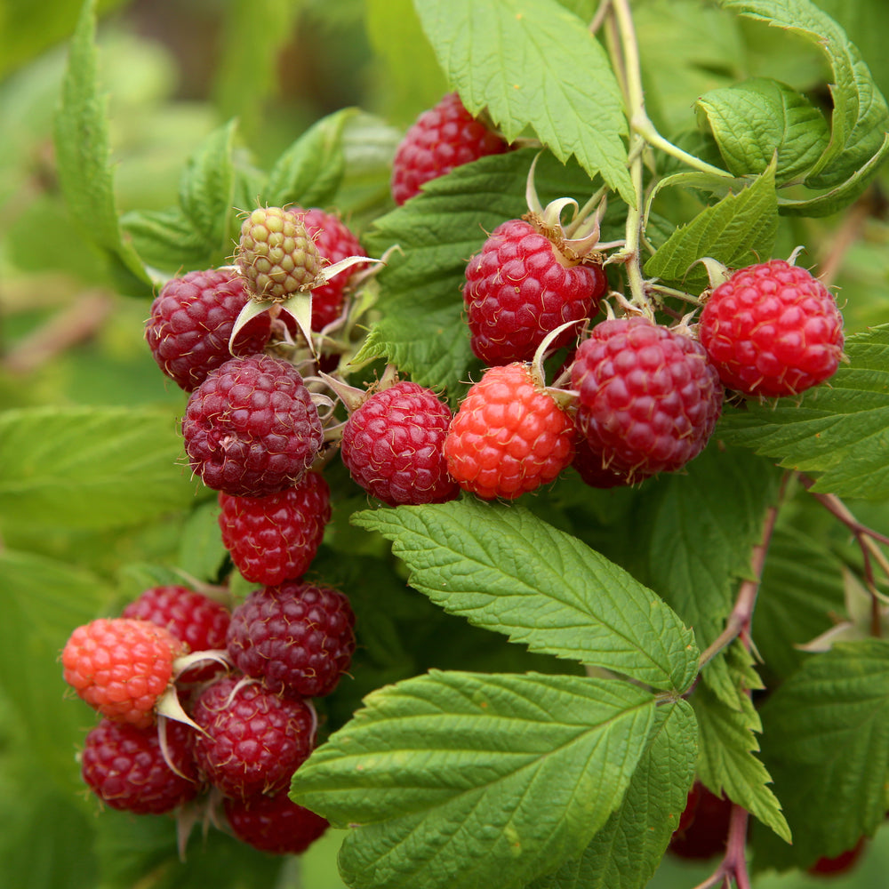 Raspberry Plants | by One Click Plants