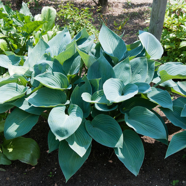 Hosta - One Click Plants