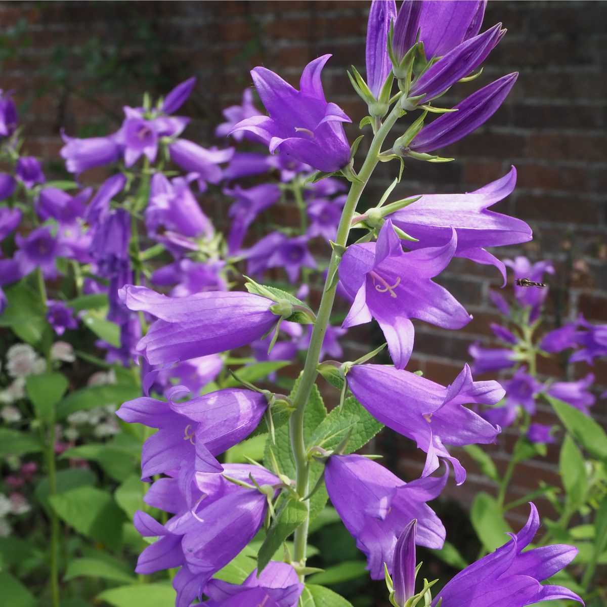 Cottage Garden Ready-Made Border - One Click Plants