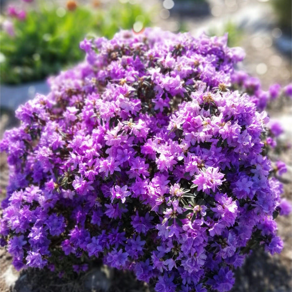 Rhododendron 'Azurika' 2L - One Click Plants