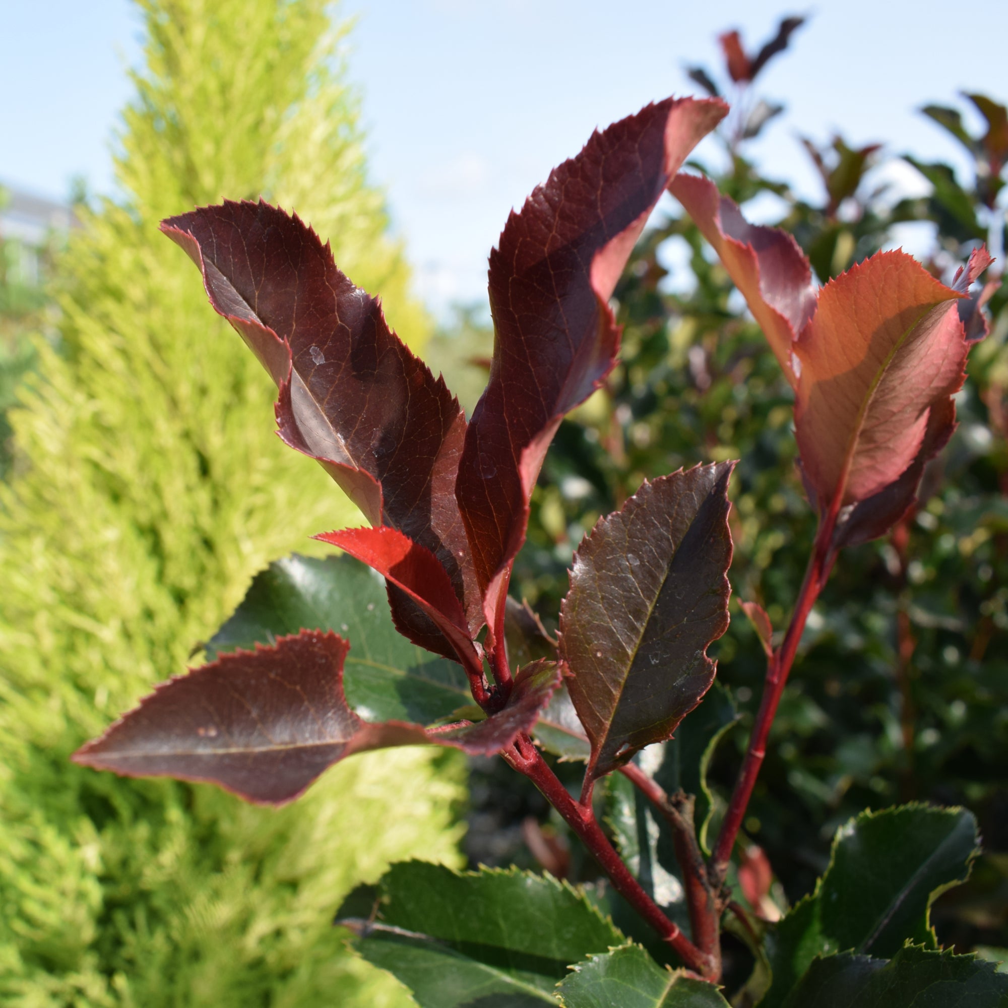 Photinia 'Magical Volcano' 5L (Multibuy Offers Available) - One Click ...