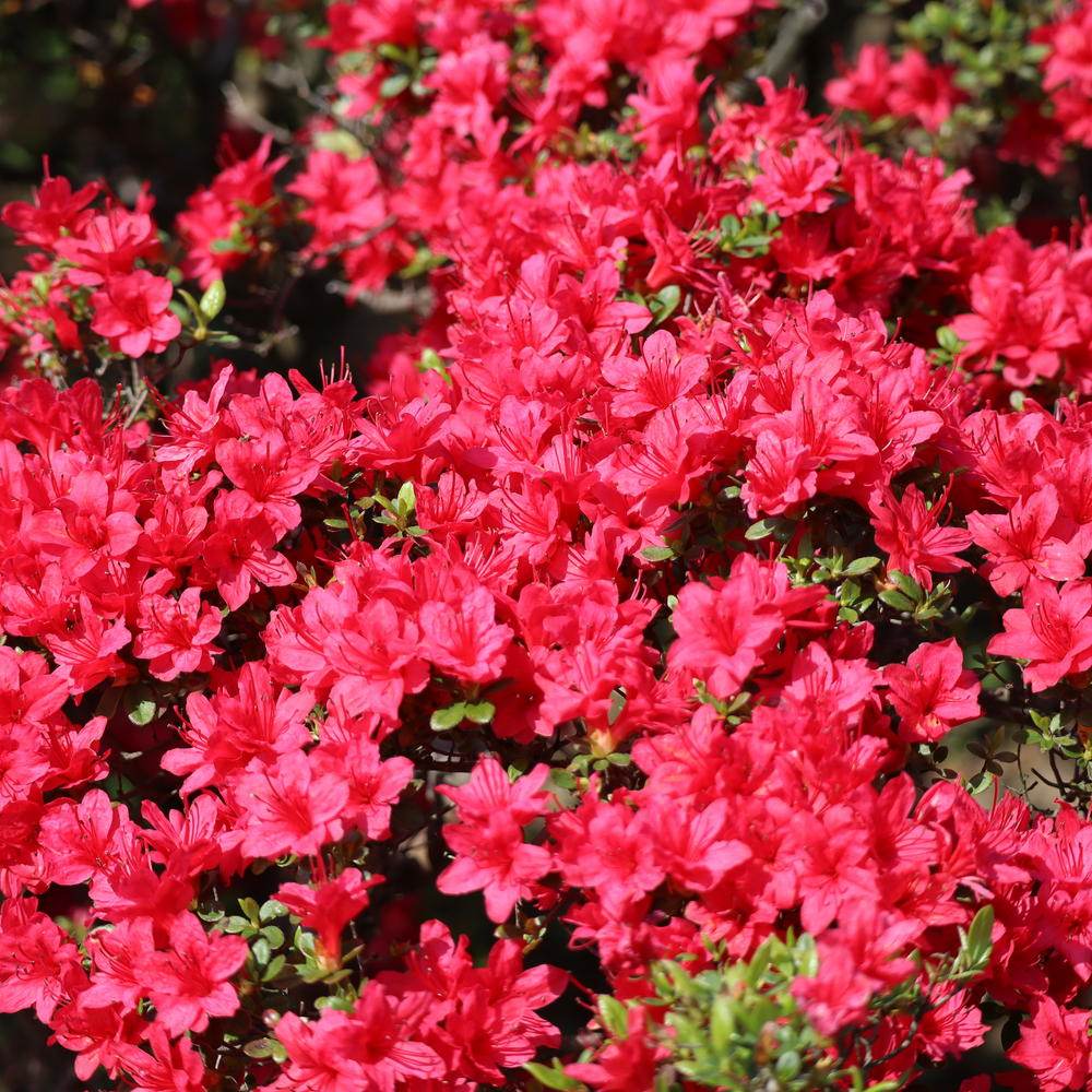 Azalea - One Click Plants