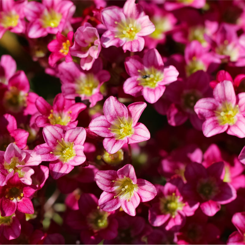 Saxifraga 'Pixie Rose' 2L - One Click Plants