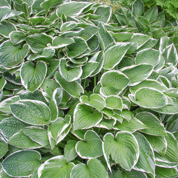 Hosta 'Francee' (fortunei) 9cm/2L - One Click Plants