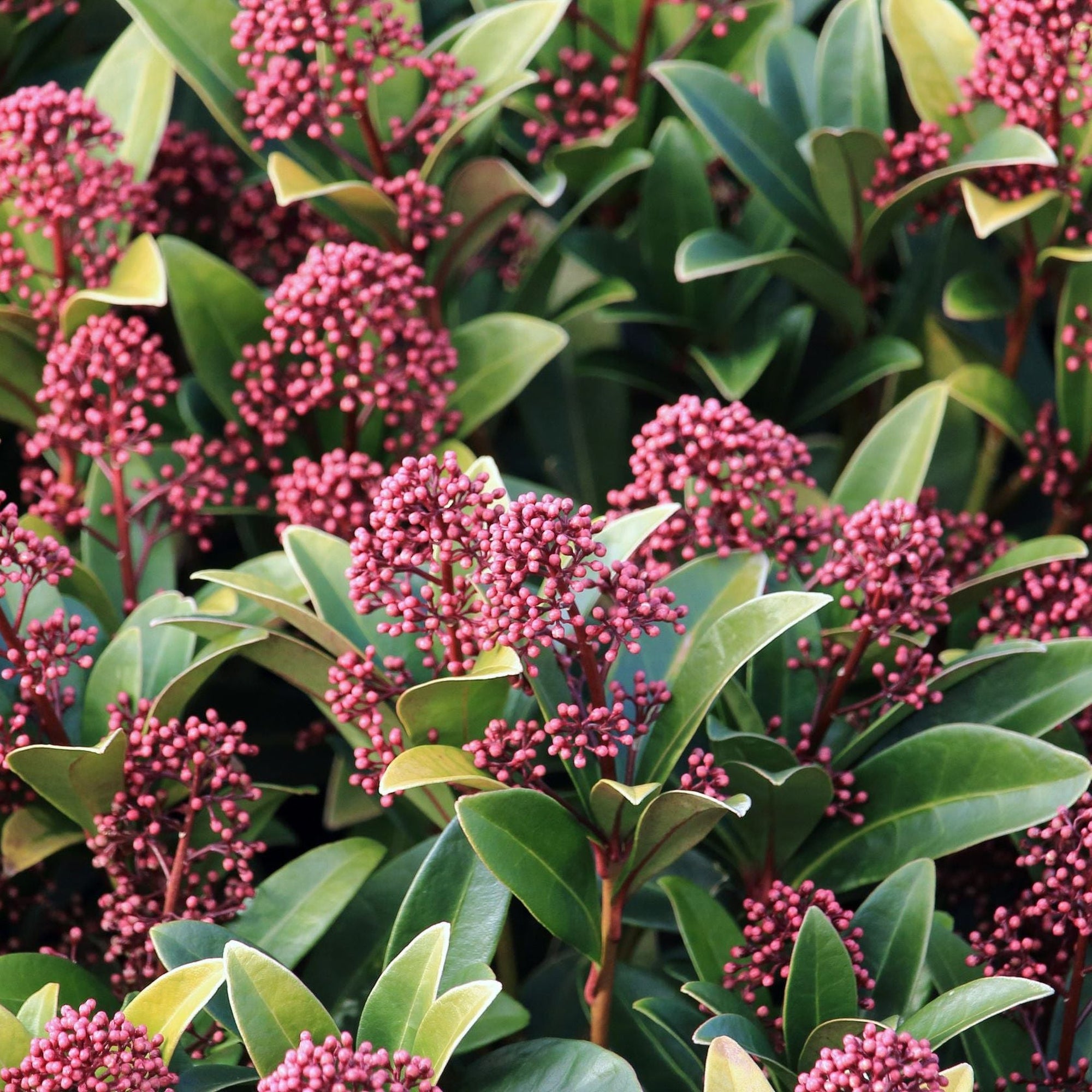 Skimmia japonica Rubella 9cm-5L - One Click Plants