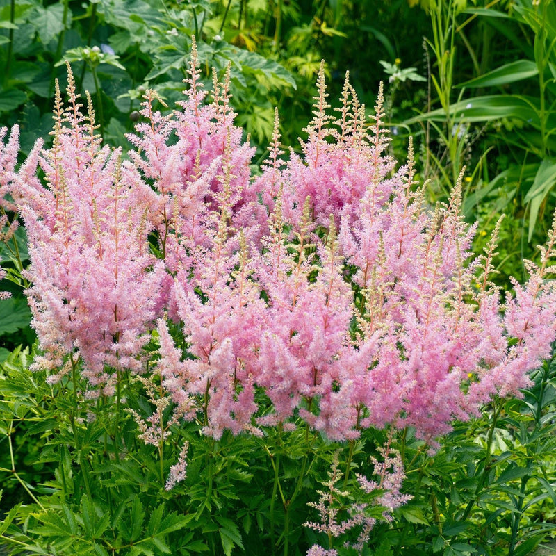 Astilbe 'Vision Inferno' Pink - 1.5L - One Click Plants